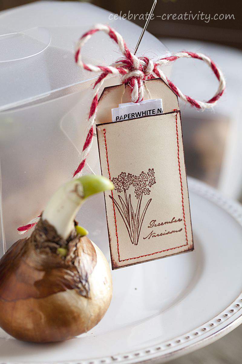 Paperwhites for the Holidays COUNTDOWN TO CHRISTMAS HOLIDAY SERIESDay 5 ...