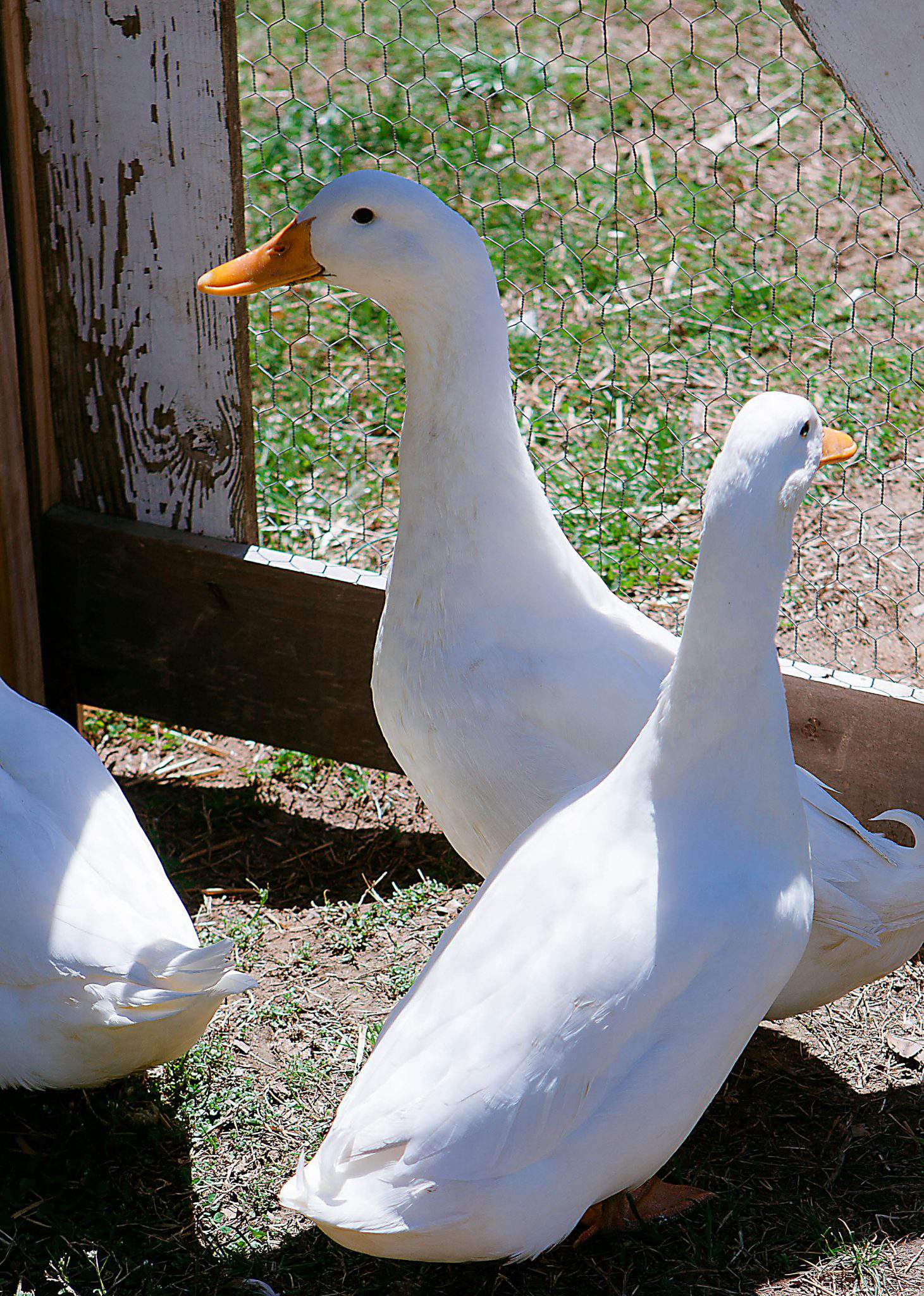 A Few Fun Facts About Duck Eggs | Celebrate Creativity