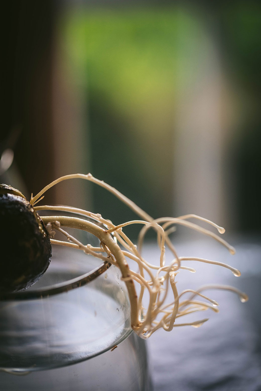 How to Root Avocado Seeds | Celebrate Creativity