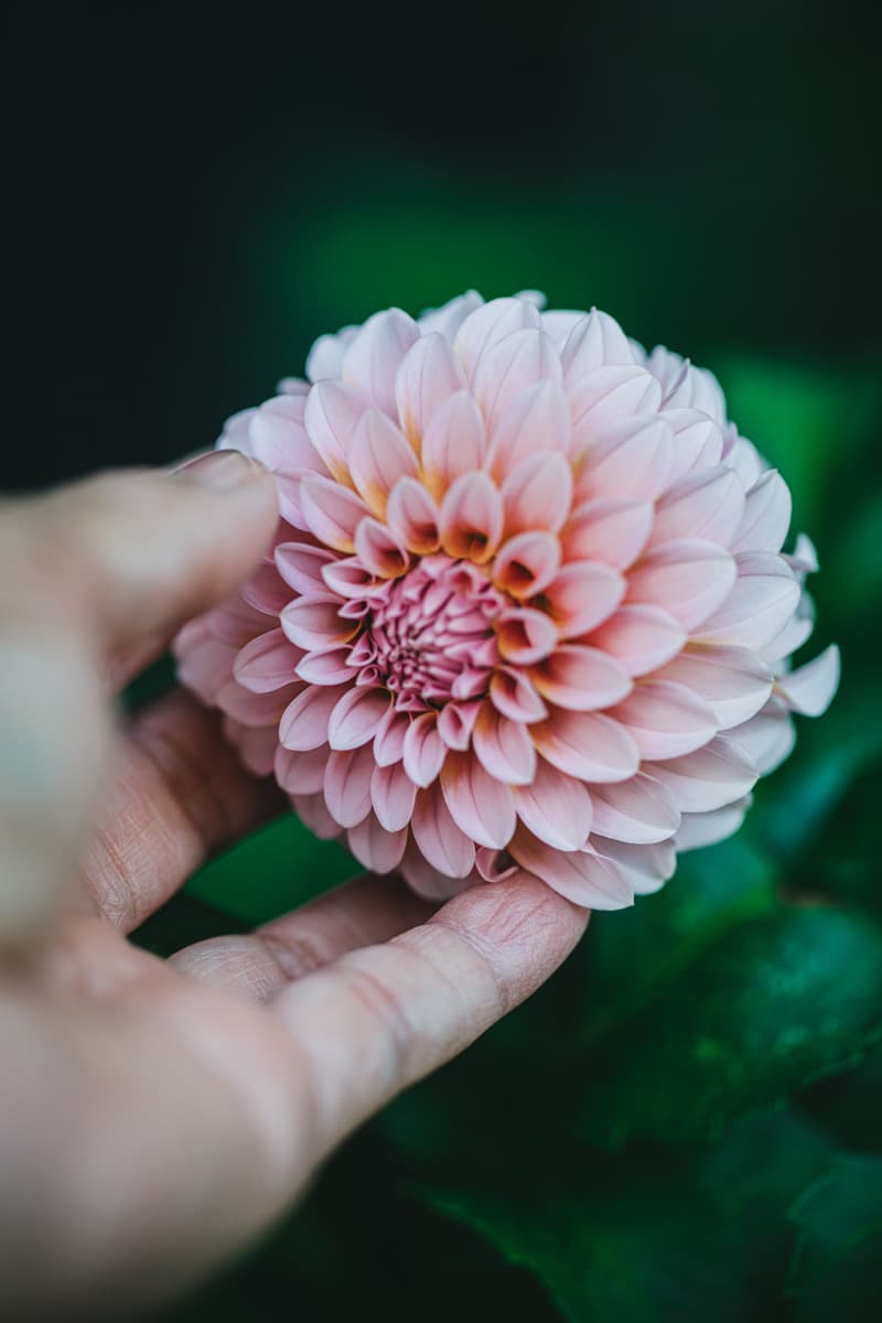 Peaches and Cream Dahlias | Celebrate Creativity