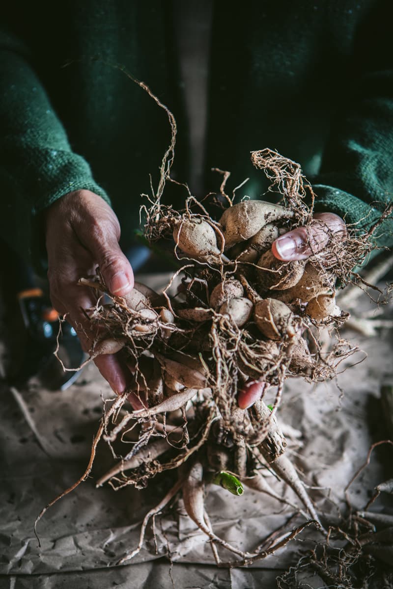 Peaches and Cream Dahlias | Celebrate Creativity