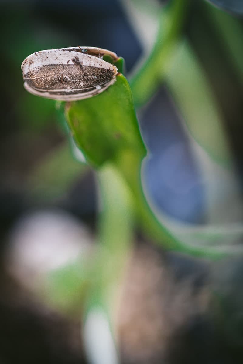 Spring Seed Sowing | Celebrate Creativity